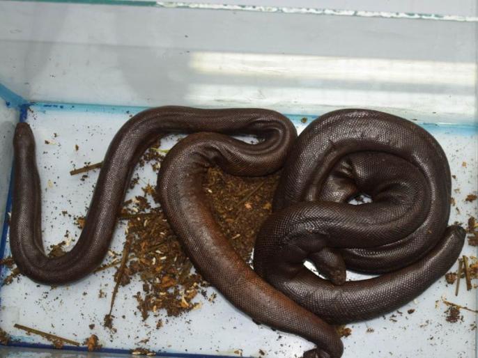 मांडुळ सापाची तस्करी करताना तिघे ताब्यात; अकलूज पोलिसांची कारवाई ...