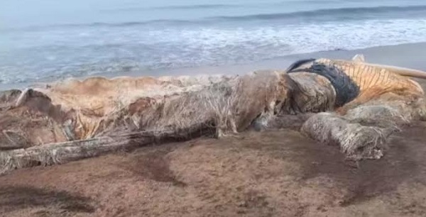 रत्नागिरीच्या मिऱ्या समुद्रकिनारी मृतावस्थेत आढळला महाकाय मासा ...