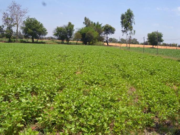 मूग-उडिदाचे उत्पादन बुडाले; रब्बी पेरणीचे आव्हान! - Marathi News | Moog ...