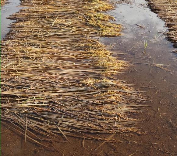 भातशेतीसोबत नागली पिकेही गेली - Marathi News | Nagali crops went along ...