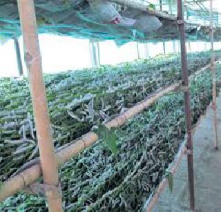 Tribal Areas In The Vane-Bones With The Traditional Crops Blossom Silk ...