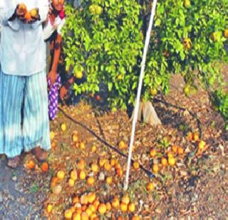 First Gokulgram In Aare Colony | आरे कॉलनीत पहिले गोकूळग्राम | Lokmat.Com