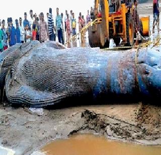 Devamasa Finally Went To Dehagari | देवमासा अखेर गेला देवाघरी | Lokmat.Com