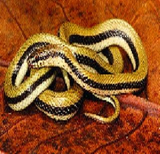 A New Breed Of Snakes Found In Gujarat | गुजरातमध्ये लागला सापाच्या ...