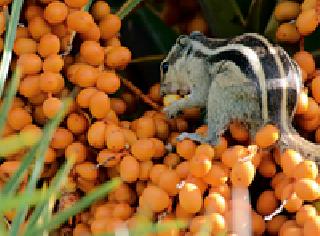 Kharutai Feast ... | खारूताईला मेजवानी... | Lokmat.Com