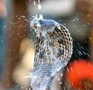 Have You Ever Seen? Snake, Sail, Scorpion Gathered! | कधी पाहिलंत का ...