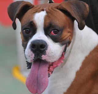 Chopla As The Dog Chawla | कुत्रा चावला म्हणून मालकाला चोपला | Lokmat.Com