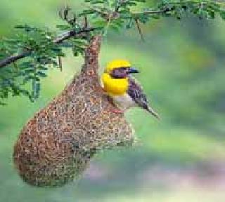 Sugar Birds Will Now Count | सुगरण पक्ष्यांची होणार आता गणना | Lokmat.Com