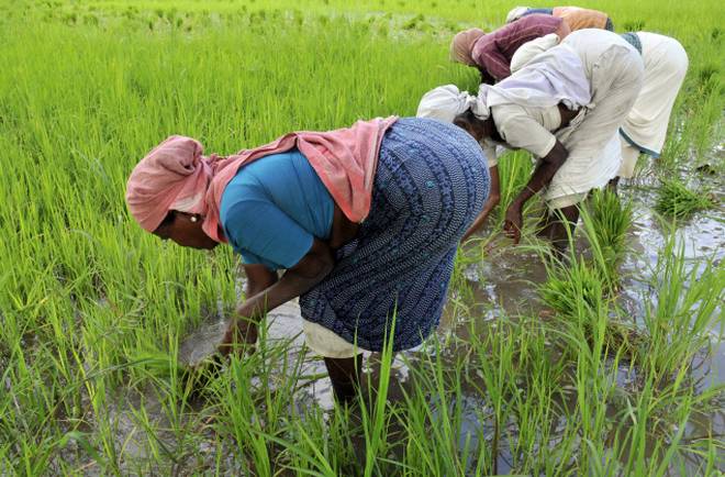 Paddy Plant information in Marathi | Paddy Plant | Paddy | Paddy Seeds ...