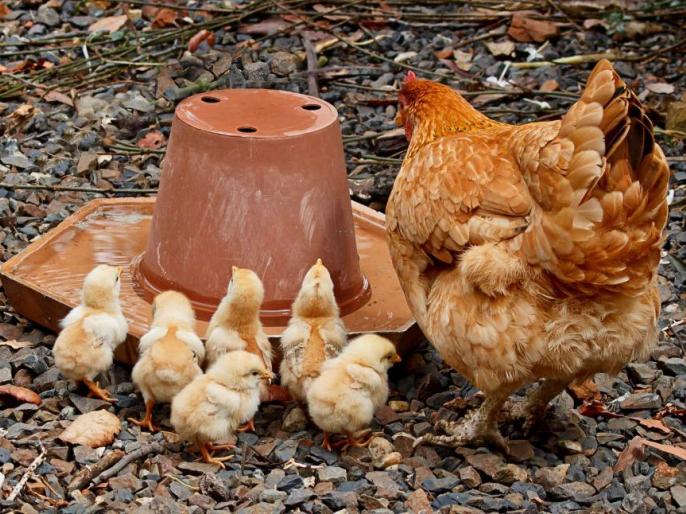पोल्ट्री फोटो | Latest Poultry Popular & Viral Photos | Picture Gallery ...
