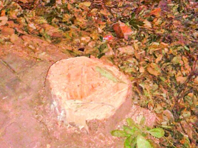 8 Trees Cutting On Pune University Road | रातोरात कापली विद्यापीठ ...