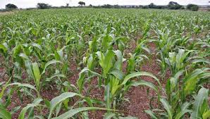 Rabi | Rabi Crops | Rabi Crops Season | Rabi and kharif Crops | रब्बी ...