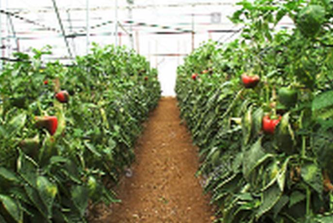 शिमला मिरचीचे बियाणे निघाले बोगस - Marathi News | Shimla chilli seeds ...