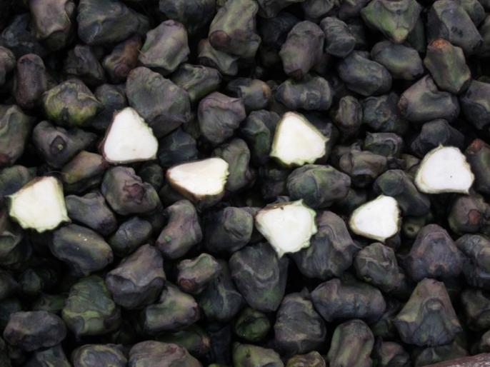 शिंगाड्याचे 'हे' फायदे तुम्हाला माहीत नसतील - Marathi News | Singhara ...