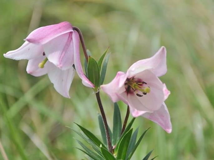 संपूर्ण जगात 'हे' फुल कुठेही सापडणार नाही ते फक्त आढळतं मणिपुरमध्येच ...