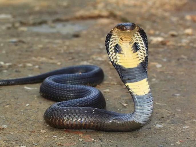 साप ताज्या मराठी बातम्या | snake Online News in Marathi at Lokmat.com