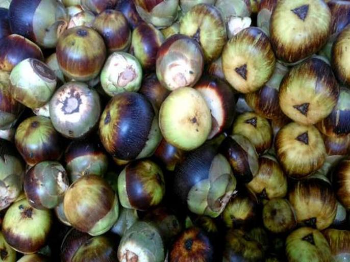 उन्हाळ्यात सुपर फूड ठरतं हे पारदर्शी फळ; एकदा नक्की खाऊन पाहा - Marathi ...