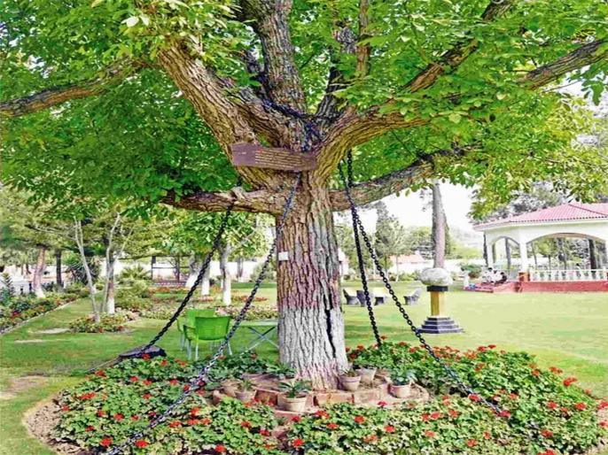 १२१ वर्षांपासून पाकिस्तानात कैदेत आहे 'हे' झाड, इंग्रजांनी दिली होती ...