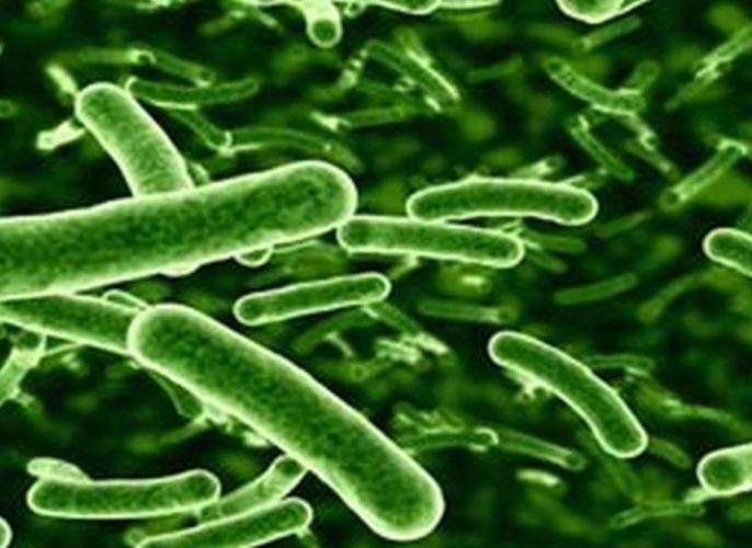 ‘ट्रायकोकार्ड’ जैविक घटक तंत्रज्ञानावर भर : रासायनिक कीटकनाशकांचा वापर ...