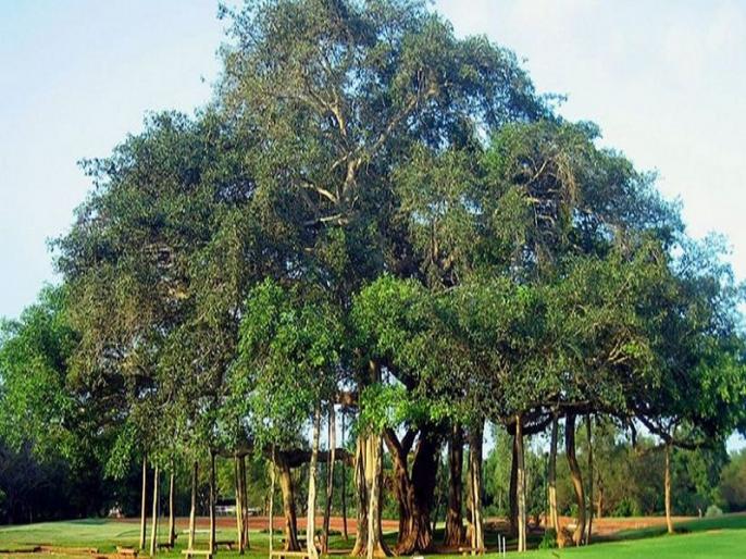 आयुष्यात कधी तक्रार करायची नाही...आपण आपलं वाढत राहायचं, सावली द्यायची ...