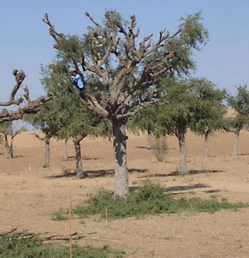 जागतिक वन दिन - ओसाड सोलापूर जिल्ह्याचे वनक्षेत्र केवळ ०.३६ टक्के ...