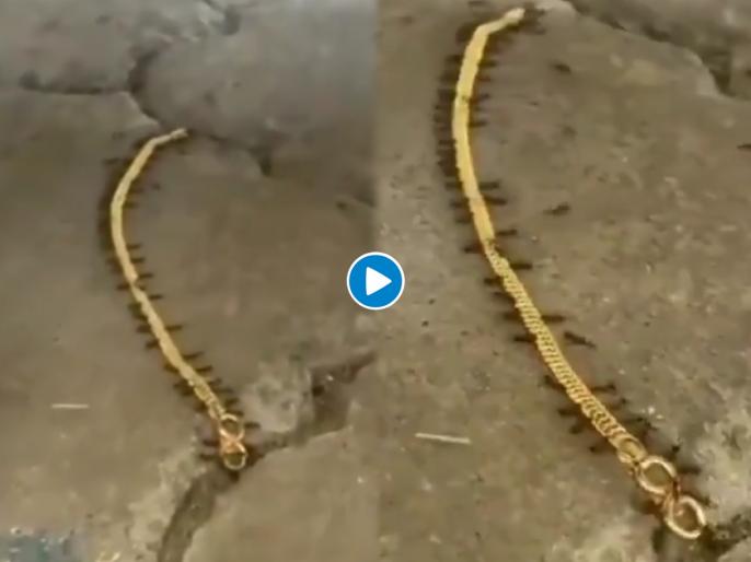 Ants carrying the gold chain : 'सगळ्यात छोटा गोल्ड स्मगलर'! सोन्याची ...