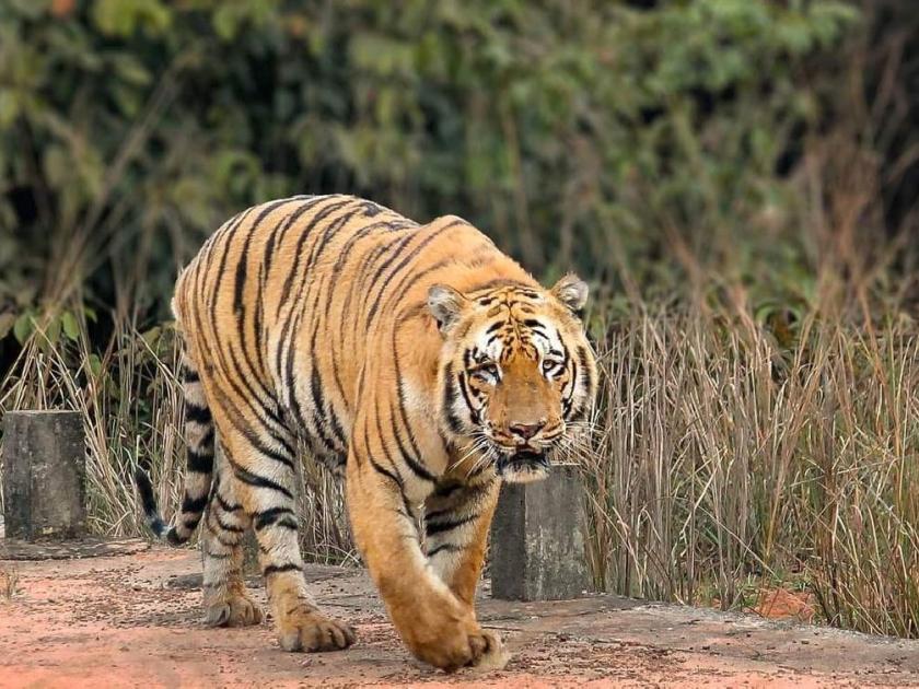 Waghdoh Tiger : ताडोबाची शान असलेल्या 'वाघडोह' वाघाचा मृत्यू ...