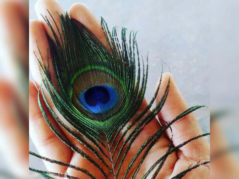 मोरपीस बाळगले तर होईल गुन्हा दाखल - Marathi News | A case will be ...