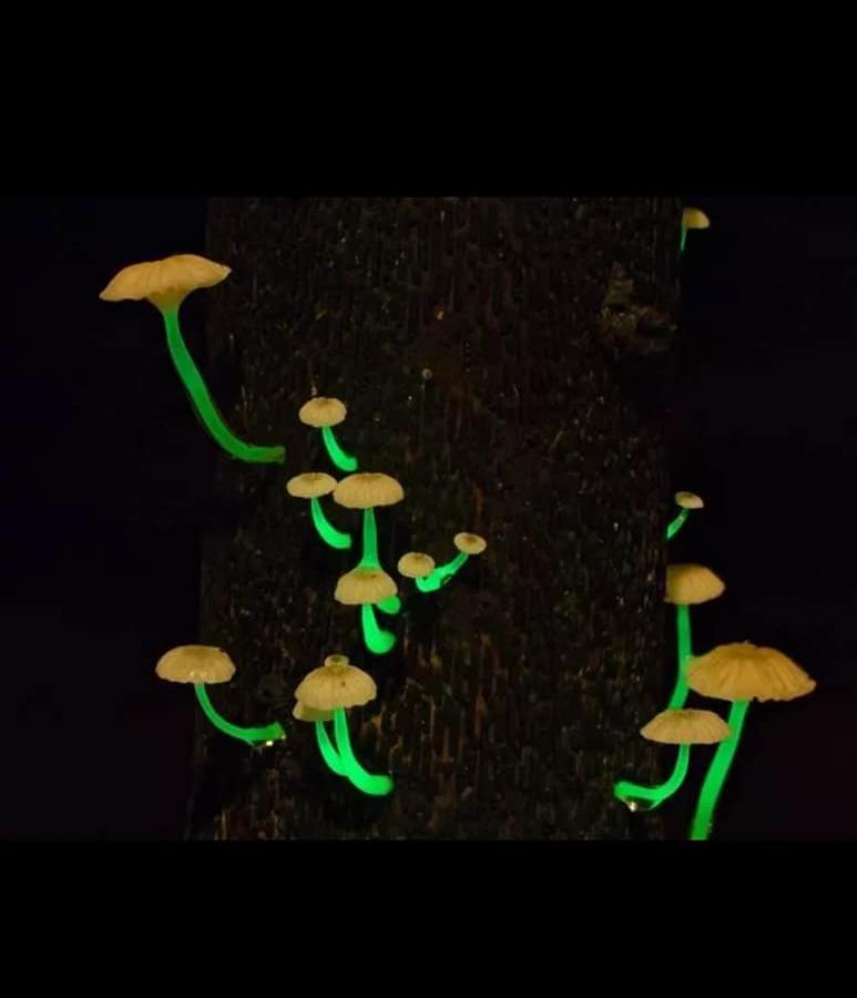 Bioluminescent mushrooms spotted in Goa, govt to organise guided walks ...