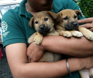 At landslide-ravaged Wayanad, help comes for animals too - www ...