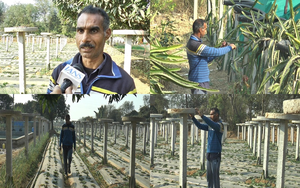 J&K: Samba farmer deploys modern horticulture technique in farming ...