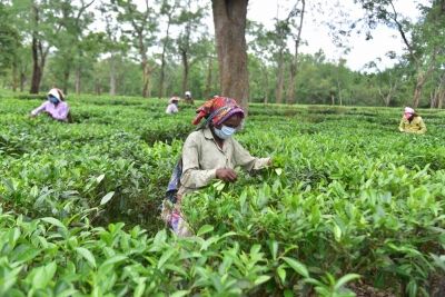Assam tea gets record prices at 1st mjunction special auction - www ...