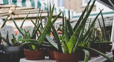 Mystical cure-all aloe vera gel - www.lokmattimes.com