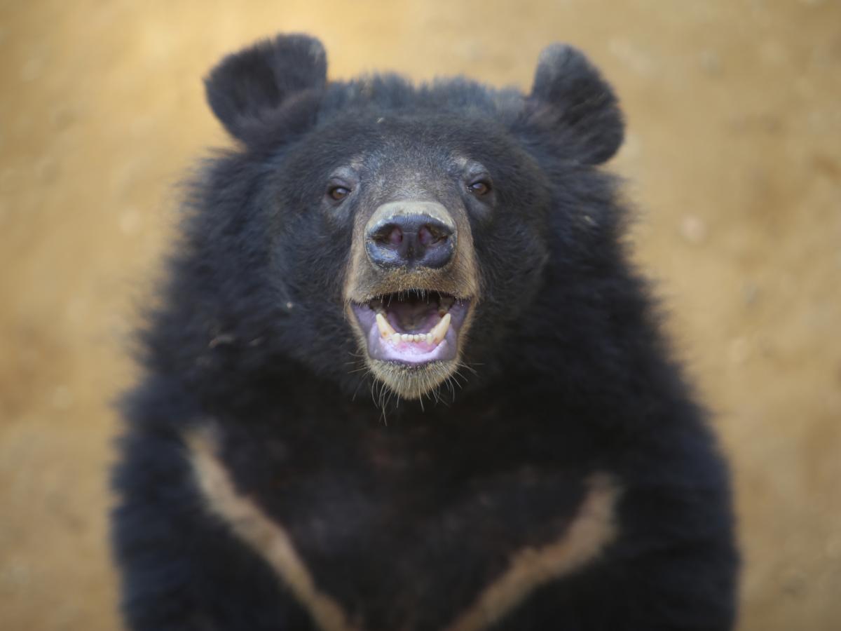 Bear attacks in Japan hit record high - www.lokmattimes.com