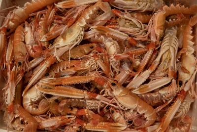 Haryana sees record production of 2,900 tons of shrimp - www ...
