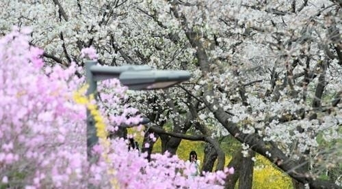 S.Korea experiences warmest spring: Weather agency - www.lokmattimes.com