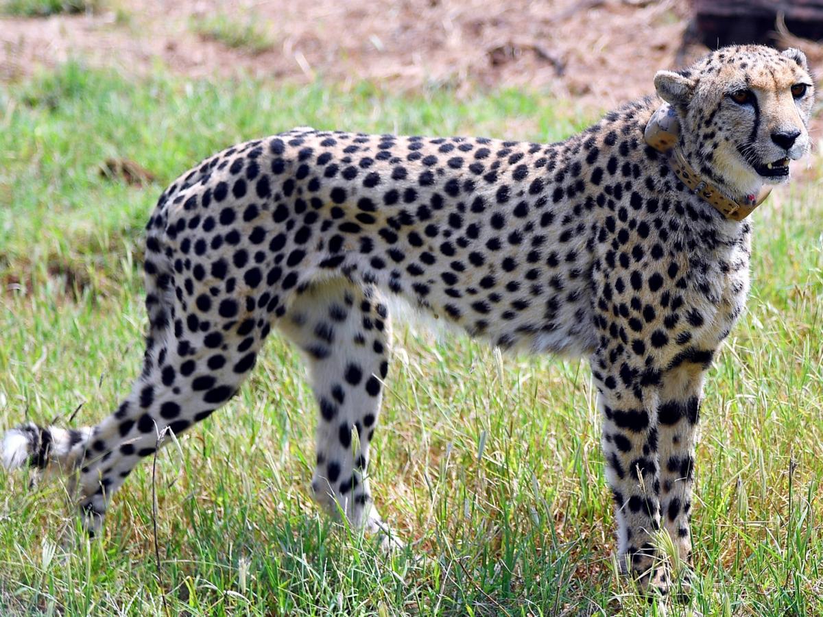 Two untraceable cheetahs: Dhatri found dead at Kuno, Nirva still out of ...