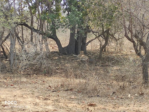 Female Cheetah Asha spotted roaming around Kuno Park's border while ...