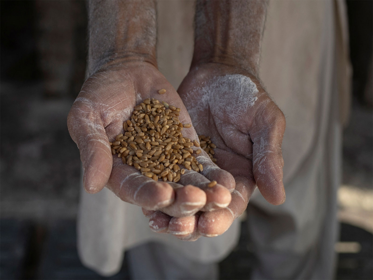 FAO flags low soil fertility and severe nutrient deficiency across ...