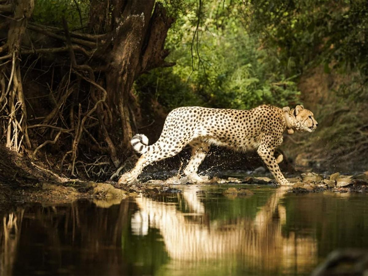 Namibian cheetah Aasha gives birth to five cubs, India's Cheetah count ...