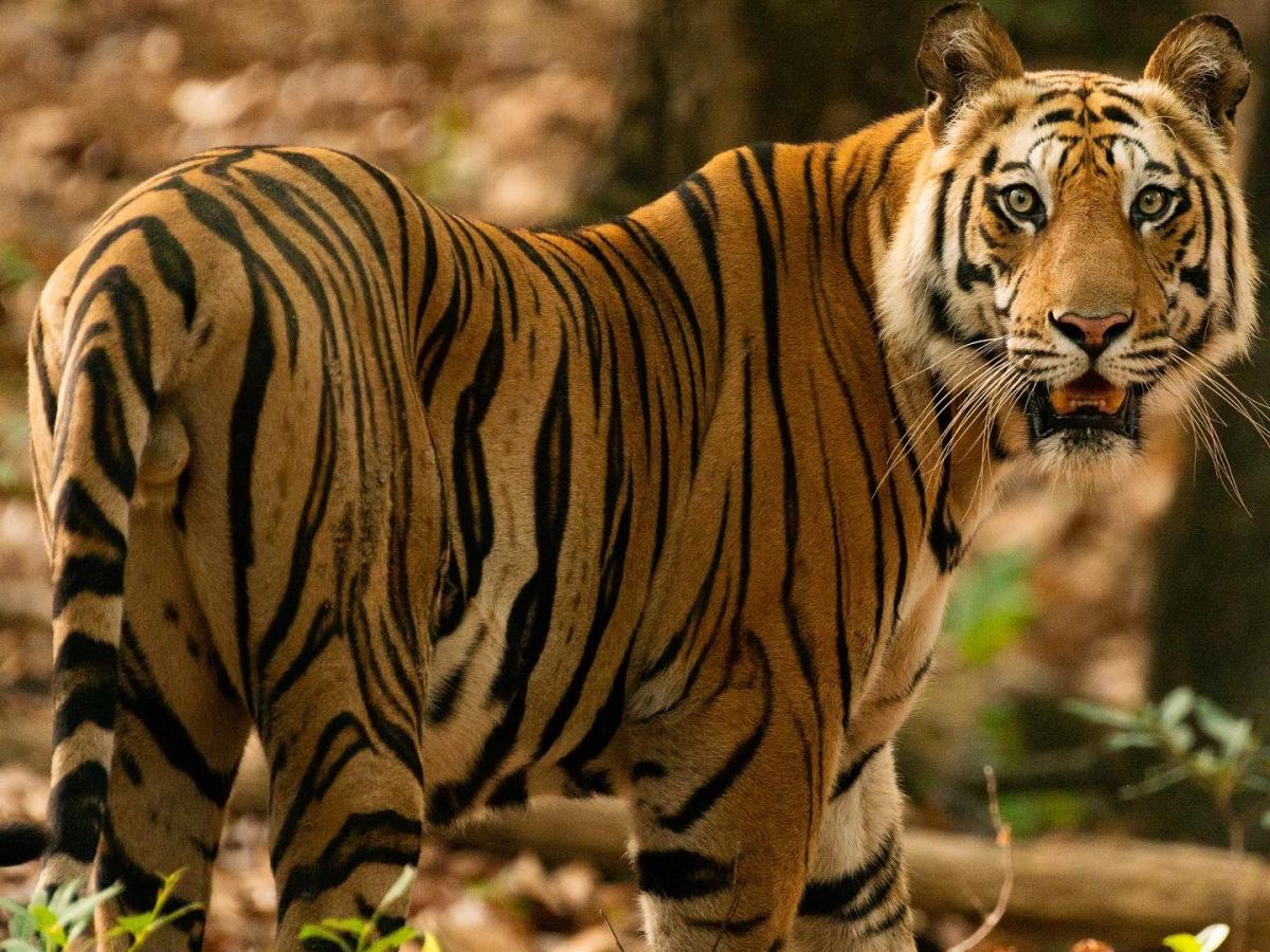 Global Tiger Day: India's 'Project Tiger' marks 50 years of ...