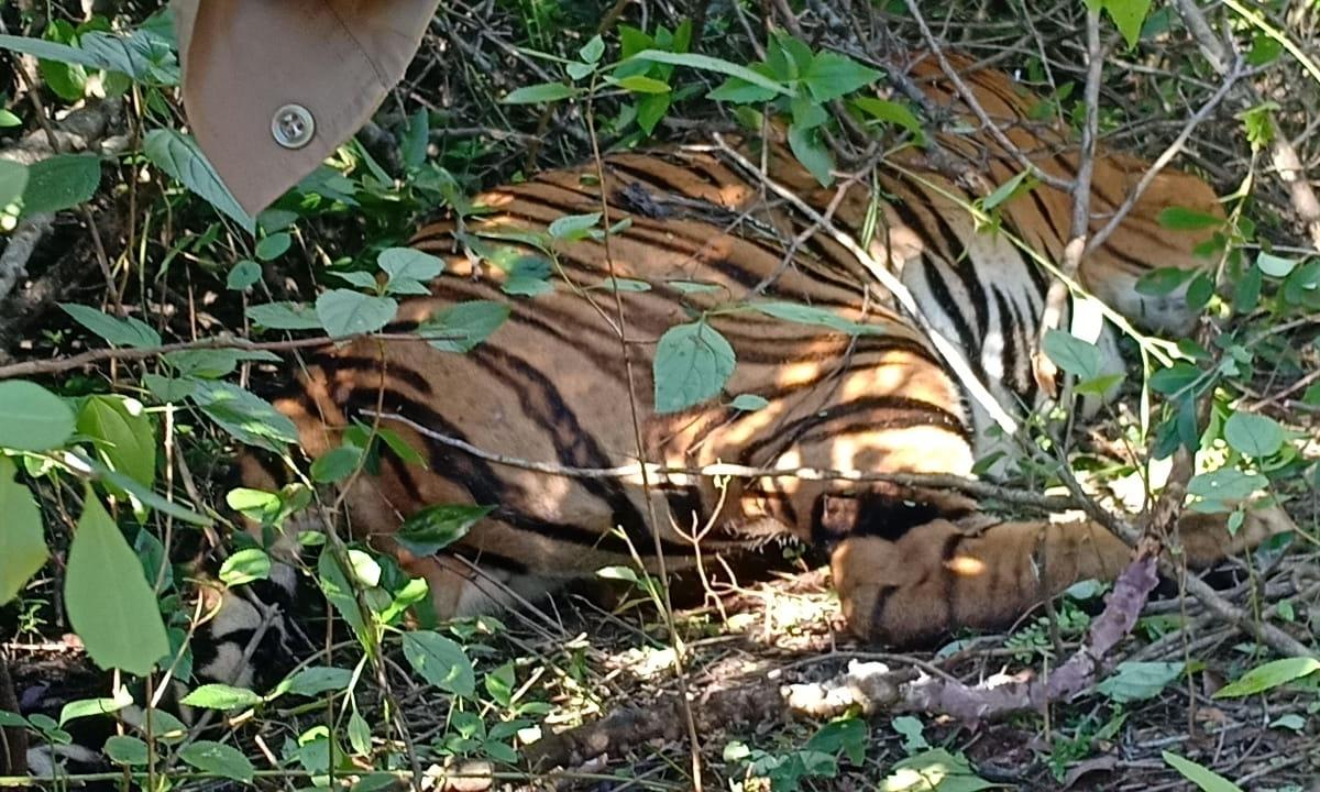 2 of 4 tigers died of head injury in UP Tiger Reserve - www.lokmattimes.com