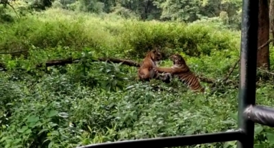 Sites in India, Nepal awarded for doubling tiger population - www ...