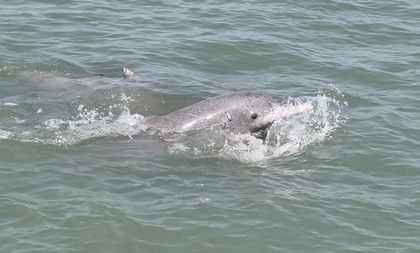 Marine survey finds over 680 dolphins along Gujarat coast - www ...