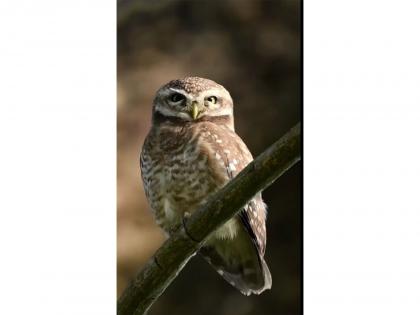 'Let's break the myths and conserve the predators of the dark': Assam ...