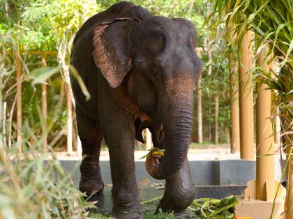 A new hope for Maniki: Ailing elephant to receive treatment at Vantara ...