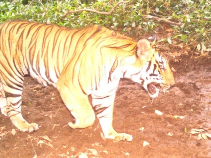 Bombay HC directs Goa govt to notify Mhadei Wildlife Sanctuary as tiger ...