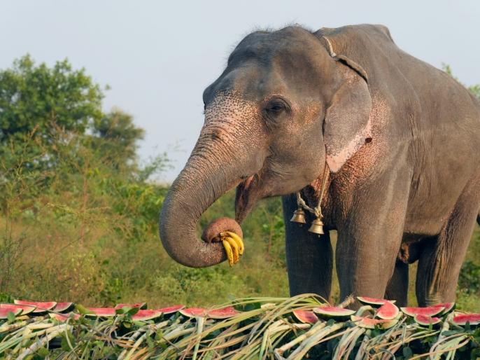 Hope for victim of human cruelty, sick elephant receives treatment in ...