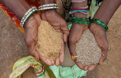 Millets awareness programme held at 90 locations in Gujarat - www ...