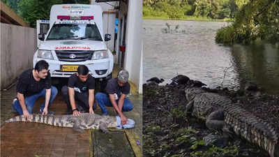 Mumbai: Massive 9-Foot Crocodile Rescued from Mulund Residential Complex - www.lokmattimes.com